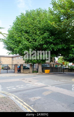 Caucasian Wing Nut Trees, Pterocarya Fraxinifolia native to the ...