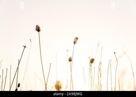 Sprigs of dried plants in summer, nature background Stock Photo - Alamy