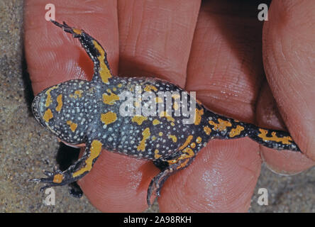 Underside of Yellow Bellied Toad and European Fire Bellied Toad Stock ...