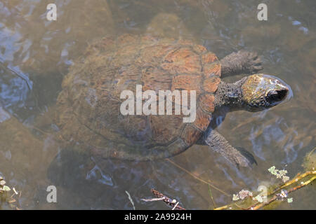Saw-Shelled Turtle (Myuchelys latisternum) seen basking on a rock ...