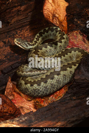 adder Vipera berus under a log cornwall Stock Photo - Alamy