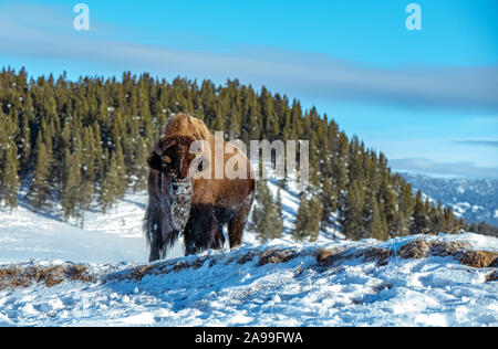 Bison overlook 1 Stock Photo - Alamy