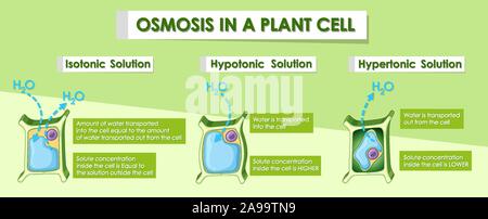 Cell osmosis, cell in isotonic solution, cell in hypertonic solution ...