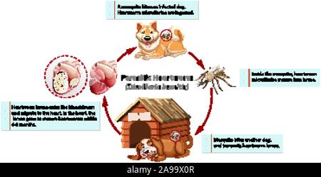 Diagram showing parasitic heartworm in dog Stock Vector Image & Art - Alamy