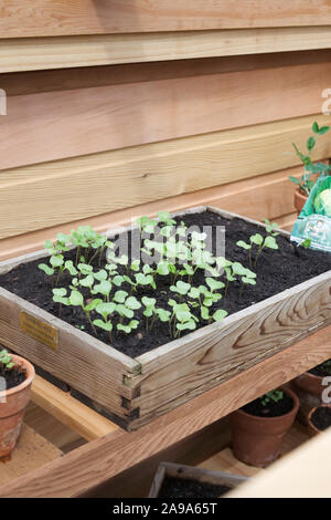 Cabbage or Brassica plant seedlings growing in plug trays Stock Photo ...