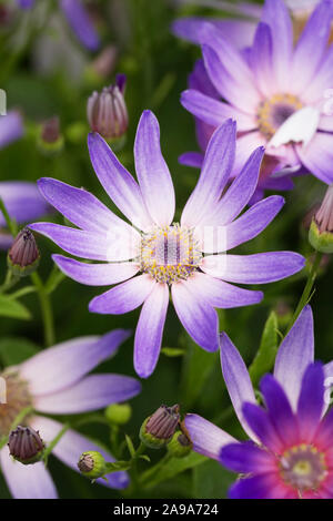 close up of Garden cineraria purple flower (cineraria hybrida) blooming ...