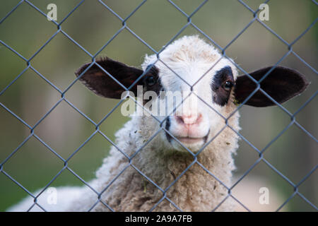 sheep behind a chain-link fence and a dilapidated stone hut on a ...