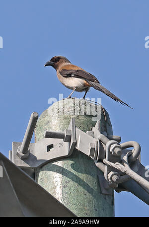 Taiwan Gray Treepie (Dendrocitta formosae formosae) Aves Stock Photo ...
