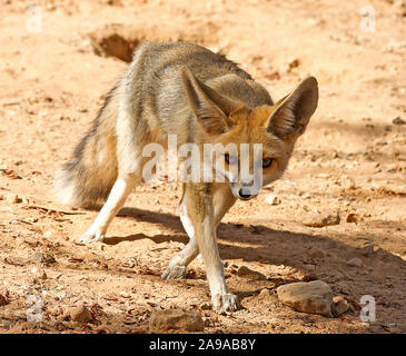 Israel, Arava Desert, Rueppell's fox and also called the sand fox ...