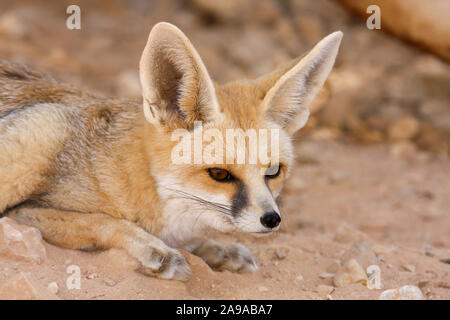 Israel, Arava Desert, Rueppell's fox and also called the sand fox ...