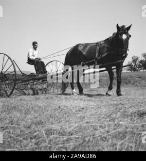 Harvesting hay, Germany 1930s Stock Photo - Alamy