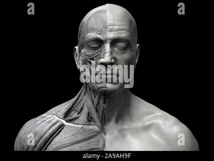 Anatomy of face and neck muscle Stock Photo - Alamy