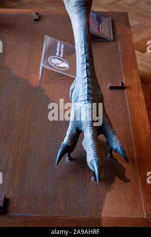 Model of a terror bird. Phorusrhacids, colloquially known as terror ...