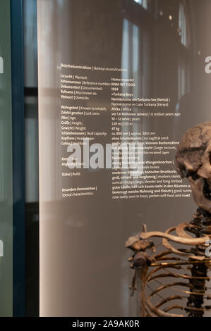 Humanoid Skeletal reconstruction of Homo ergaster, also Homo erectus ...