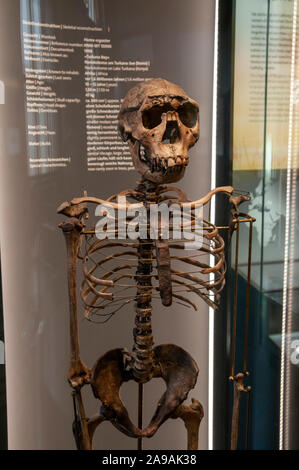 Humanoid Skeletal reconstruction of Homo ergaster, also Homo erectus ...