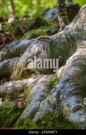 Strong big beech tree trunk with bark in a forest with fish-eye lens ...