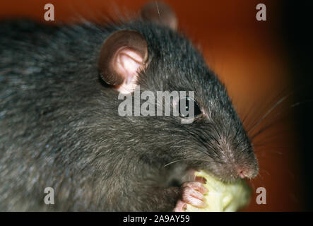Black rat, Rattus rattus. Introduced to Hawaii in the 1800's is an ...