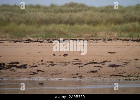Coul Links Scotland UK Stock Photo - Alamy