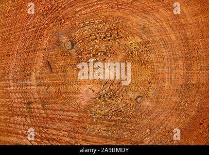 Larch (Larix) tree trunk cross-section: tree rings Stock Photo - Alamy