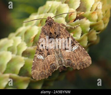 Common rustic moth (Mesapamea secalis) resting on tree bark. This ...