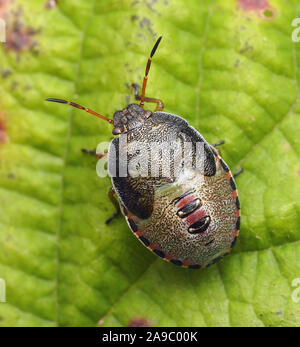 Gorse Shieldbug (Piezodorus lituratus) sitting on ash tree seeds ...