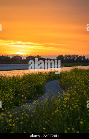 A scenic view of beautiful yellow Rapeseed flower field against a blue ...
