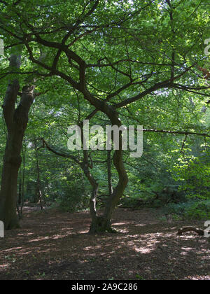 The Beautiful Anciient Highgate Woods some 70 acres of woodland ...