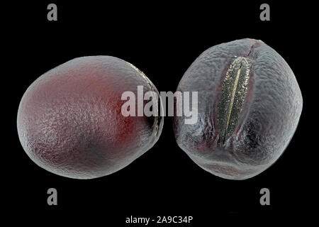 A broad bean seed, Vicia faba, germinating, radicle just emerging Stock ...