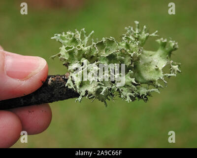 Lichen an Algae fungus symbiotic relationship sharing the same fleshy ...