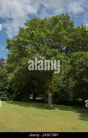 Shingle Oak Tree Leaves, Quercus imbricaria, Fagaceae, South East USA ...