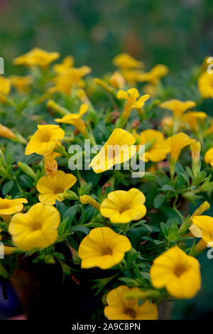 Calibrachoa Cabaret Deep Yellow Stock Photo - Alamy
