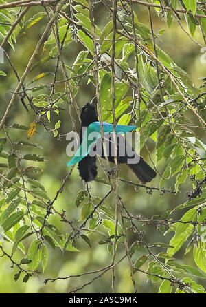 Lophorina superba - The Birds of New Guinea Stock Photo - Alamy