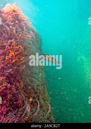 Mediterranean Rainbow Wrasse foraging on seabed Stock Photo - Alamy