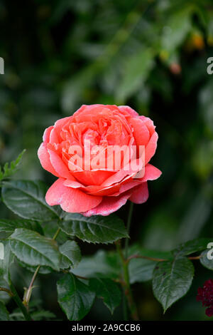 Rosa Summer Song,rose Summer Song,shrub rose,roses,orange red,flower ...