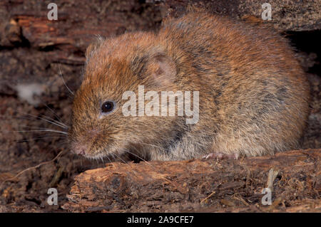 bank vole small UK rodent mammal eating cucumber also known as meadow ...