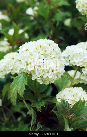 Close-up of a blooming guelder rose (viburnum x bodnantense) in the sun ...