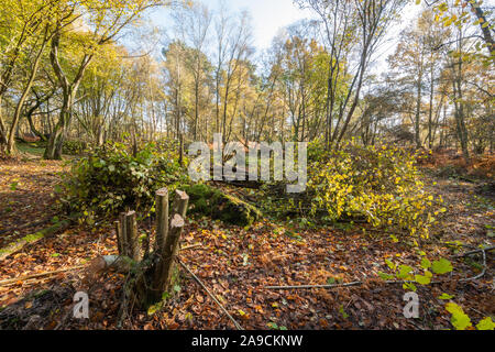 Coppiced hazel trees in an english woodland in spring. Oxfordshire ...