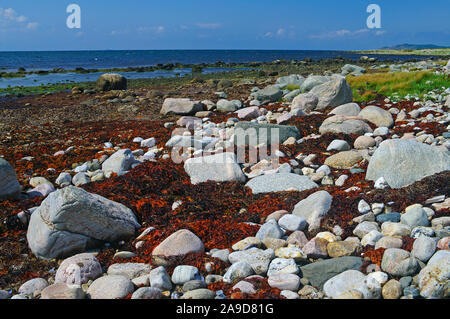 Sweden, Scania, Kullen Peninsula, pebble beach on Kattegat coast Stock ...