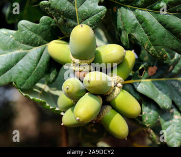 Acorns of common oak or durmast oak Quercus robur Dorset Stock Photo ...