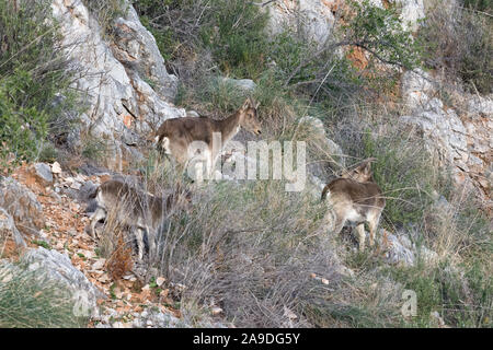 Juvenile Spanish ibex, Spanish wild goat, or Iberian wild goat (Capra ...