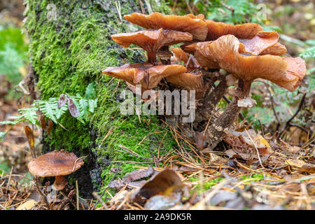Humongous Fungus, Armillaria ostoyae Stock Photo - Alamy