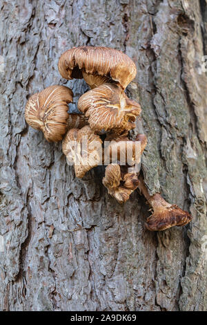 Humongous Fungus, Armillaria ostoyae Stock Photo - Alamy