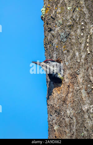 Female yellow-bellied sapsucker leaving the nest cavity in northern ...