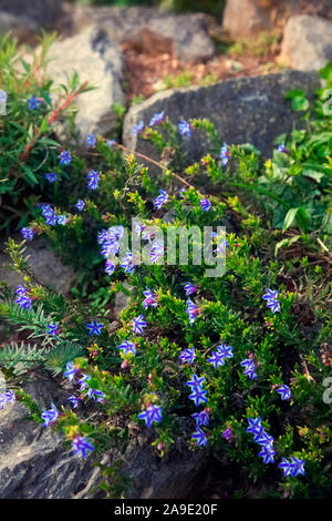 Lithodora diffusa, rockery plant with blue flower Stock Photo - Alamy