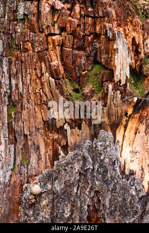 decomposed dead wood of an old spruce with the smallest tree fungi ...