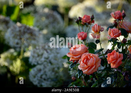 Rosa Summer Song,rose summer song,shrub rose,roses,orange,flower ...
