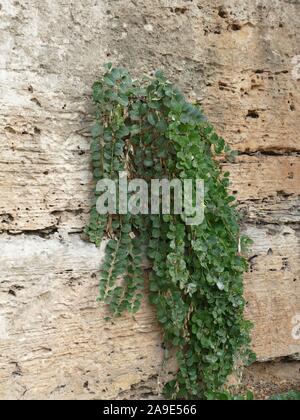 Wild capers growing in a limestone wall Stock Photo - Alamy
