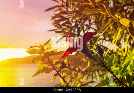 Fantastic tropical sunset in flowers garden Stock Photo - Alamy