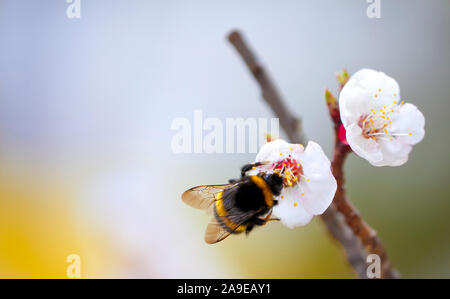 A photography of a beautiful little bee in early spring time Stock ...