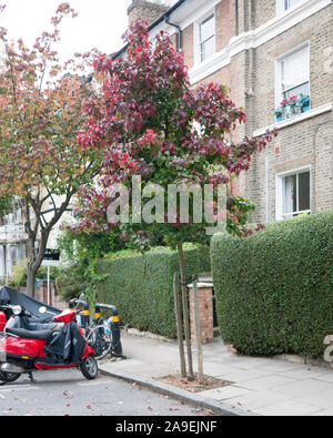 A callery pear tree pyrus calleryana aristocrat rosaceae with leaves ...
